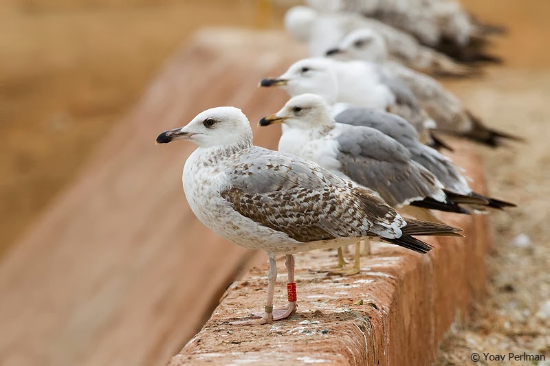 Yoav Perlman - birding, science, conservation, photography: First ...