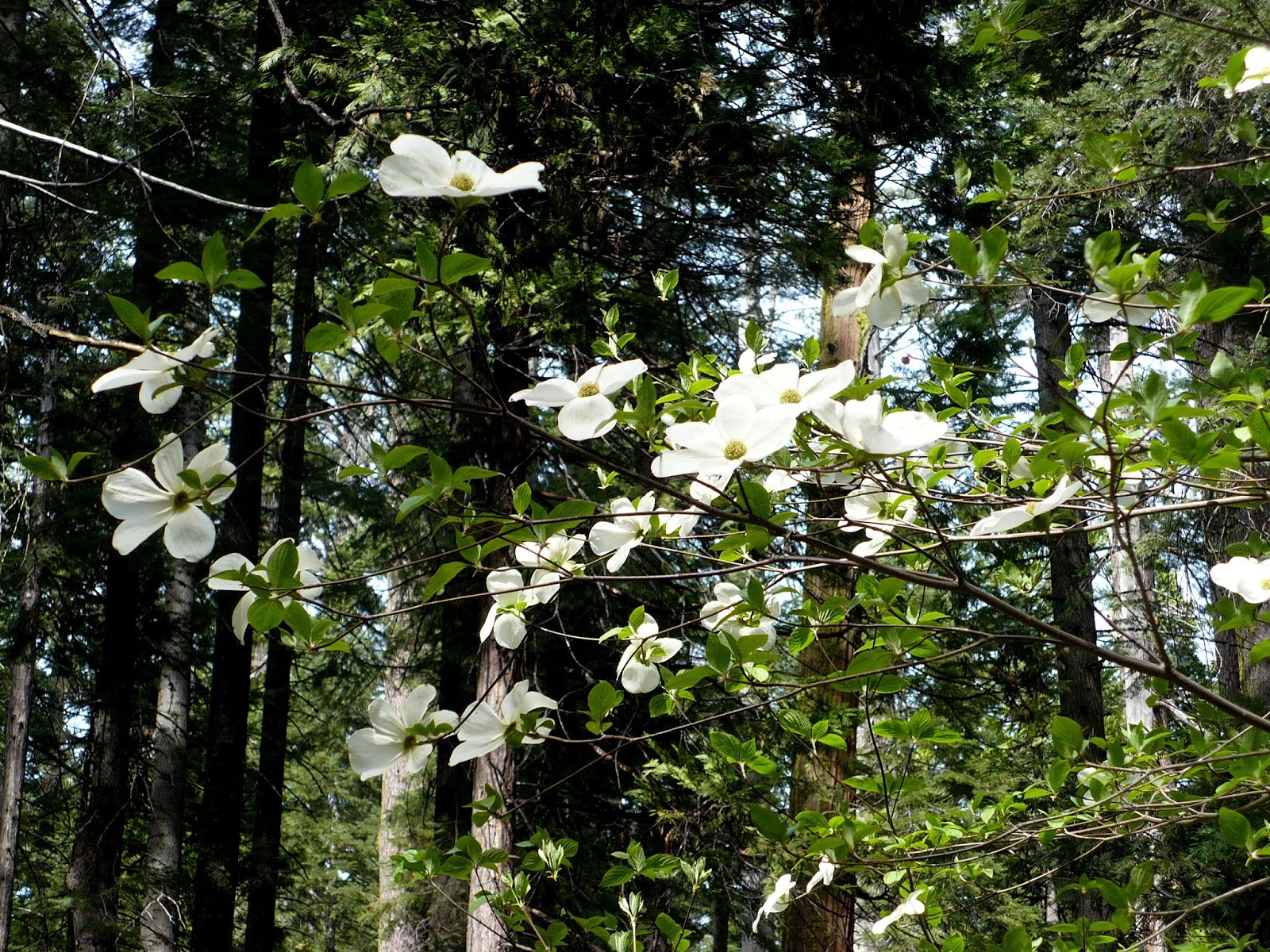 Pacific Dogwoods: One Last Dose of Fall Color Before Welcoming Winter