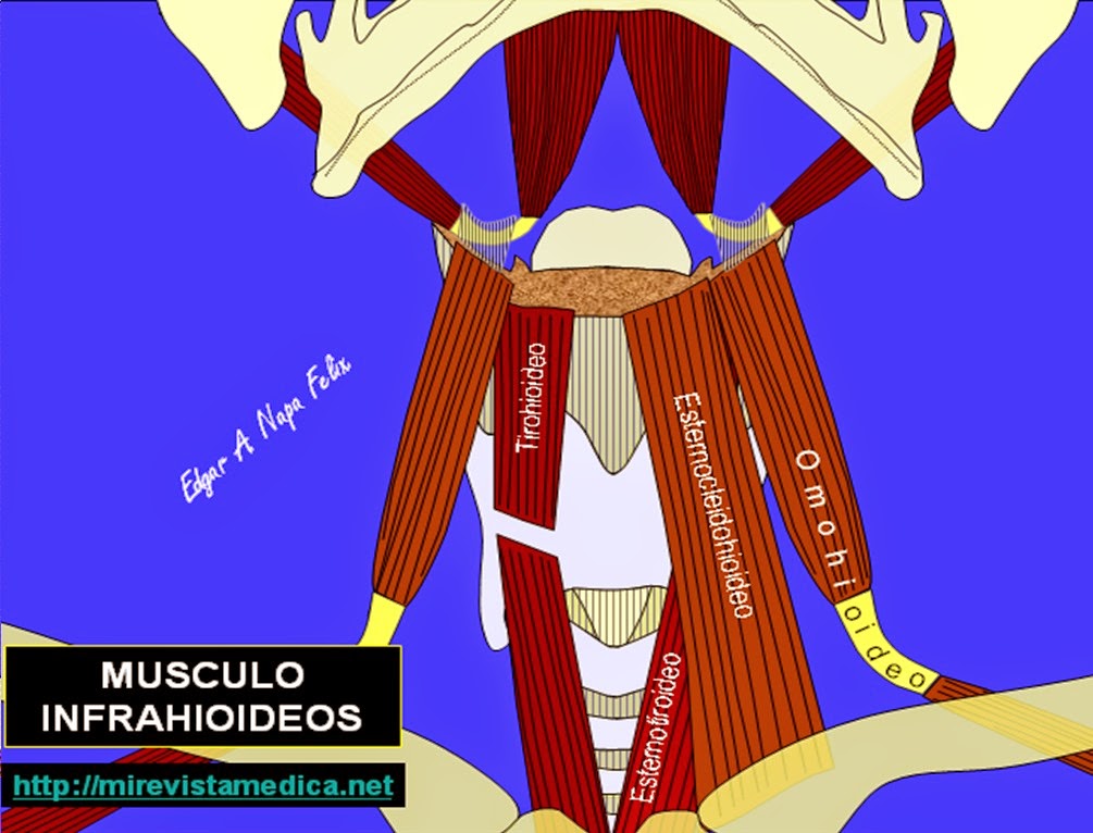 Morfofunción: Cabeza y cuello: Músculos Infrahioides