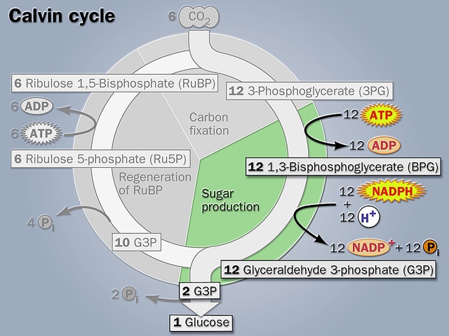 Bio Gallery: Calvin Cycle Images Gallery