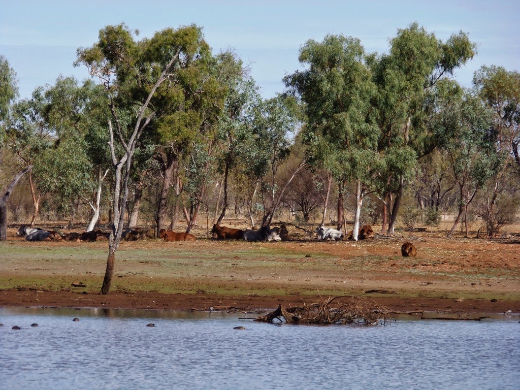 Solo Steve On The Road: DAJARRA WATERHOLE, OUTBACK Qld