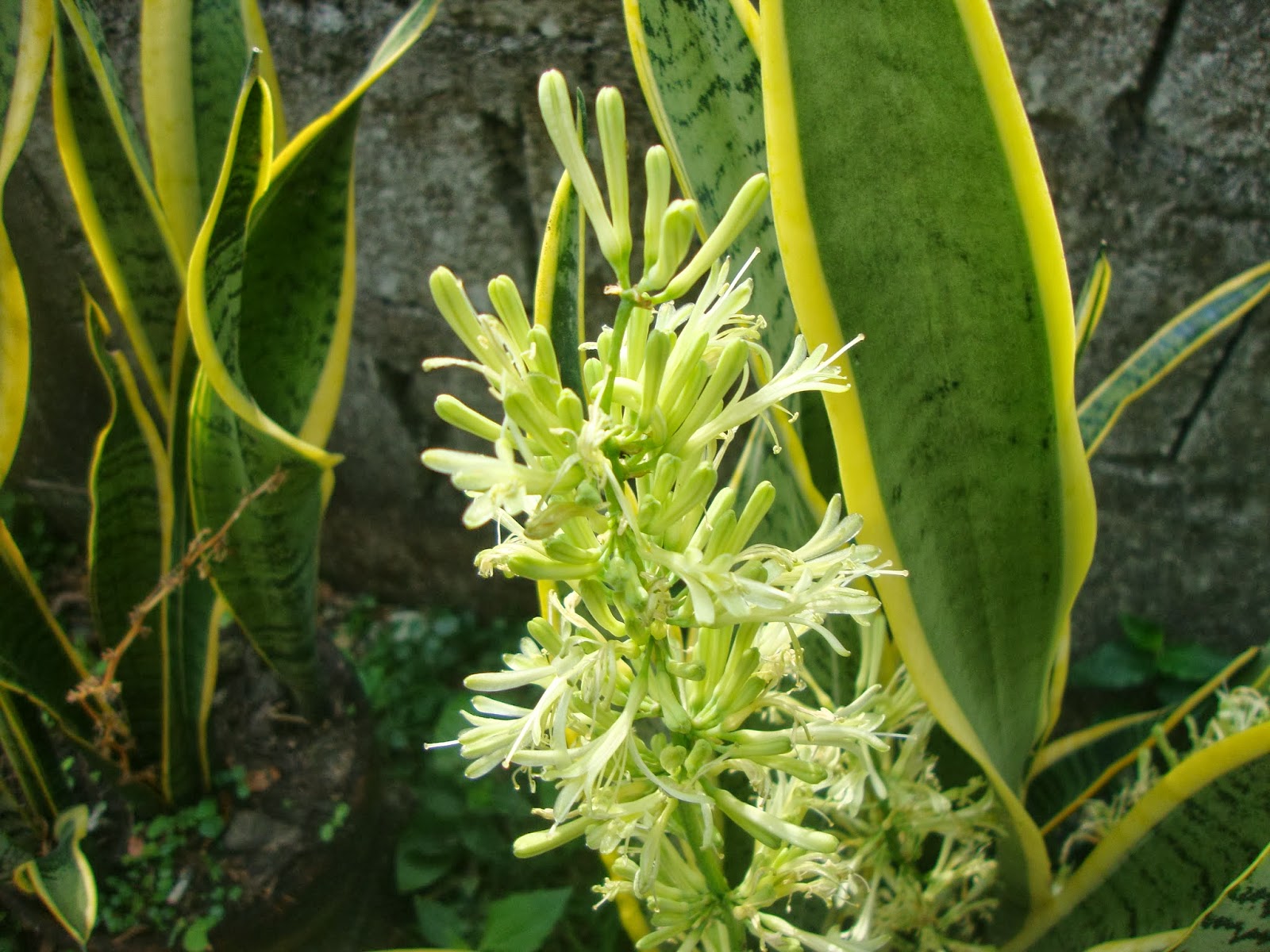 My Blog ... Activities: Espada Plant Flower