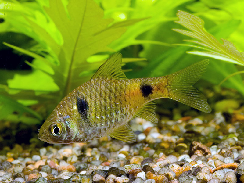 Species New to Science: [Ichthyology • 2005] Puntius tiantian & P. didi ...