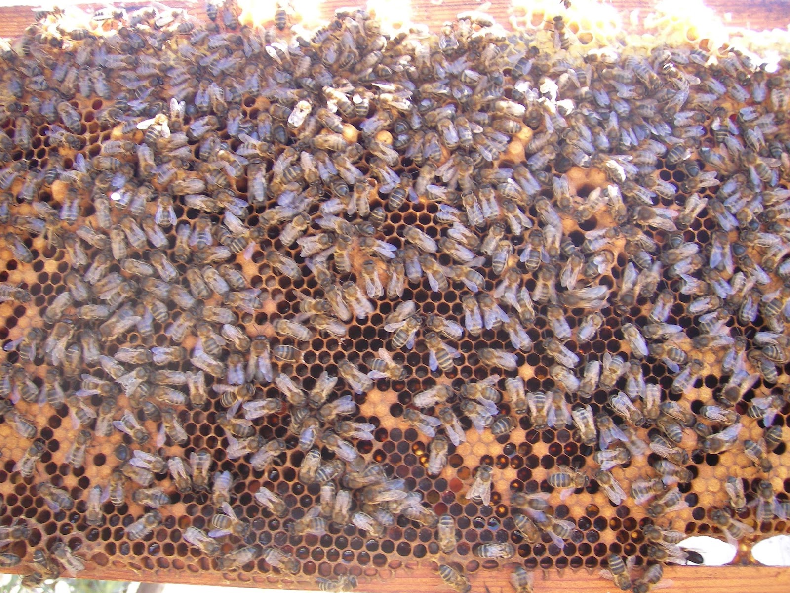 El veneno de las abejas
