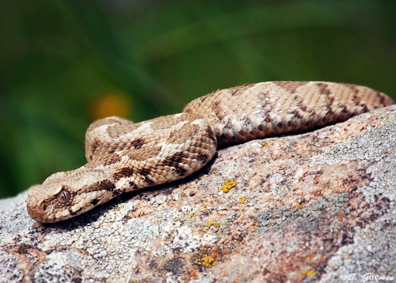 Τα φίδια της Σάμου - The snakes of Samos | ΜΠΑΛΟΣ