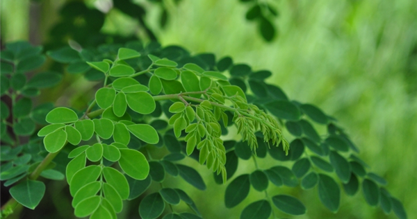 Importance Of Herbs In Life: Health Benefits Of Moringa