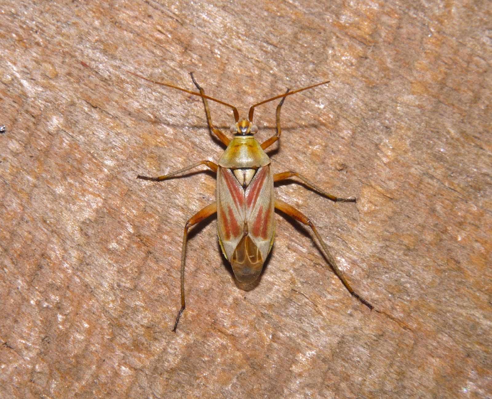 Northwest Norfolk Naturalists: Three Mirid, one Anthocorid and one ...