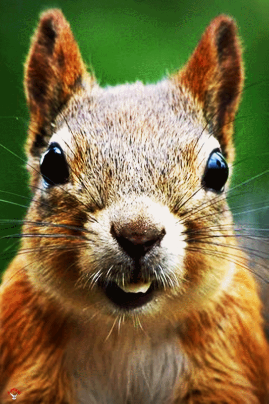 🕊 GIF`s - IMAGINATIA IN MISCARE: GIFURI CU ANIMALE