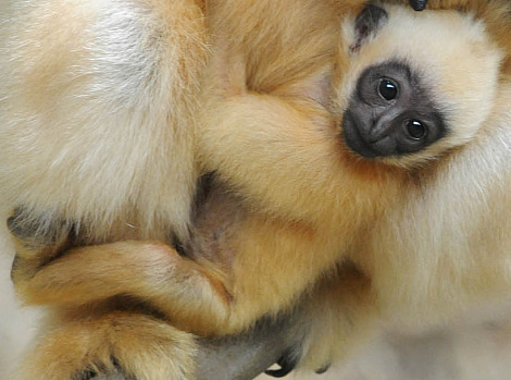 Pet Fofura: Macacos fofos