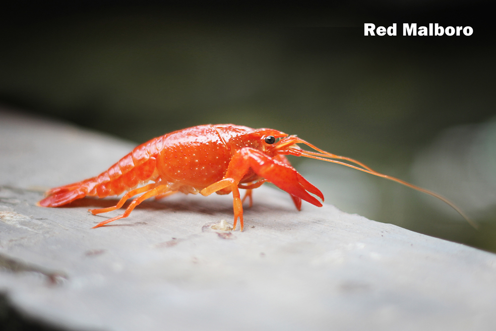 Jenis-Jenis Lobster air tawar di Indonesia - LOBSTER HIAS SLEMAN