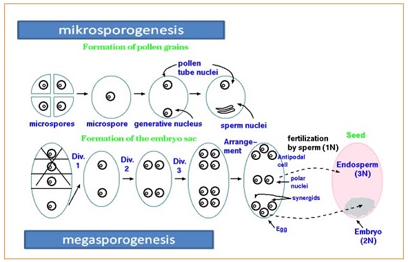BIOLOGI GONZAGA: TRY OUT BIOLOGI KELAS XII IPA SMSTR 1
