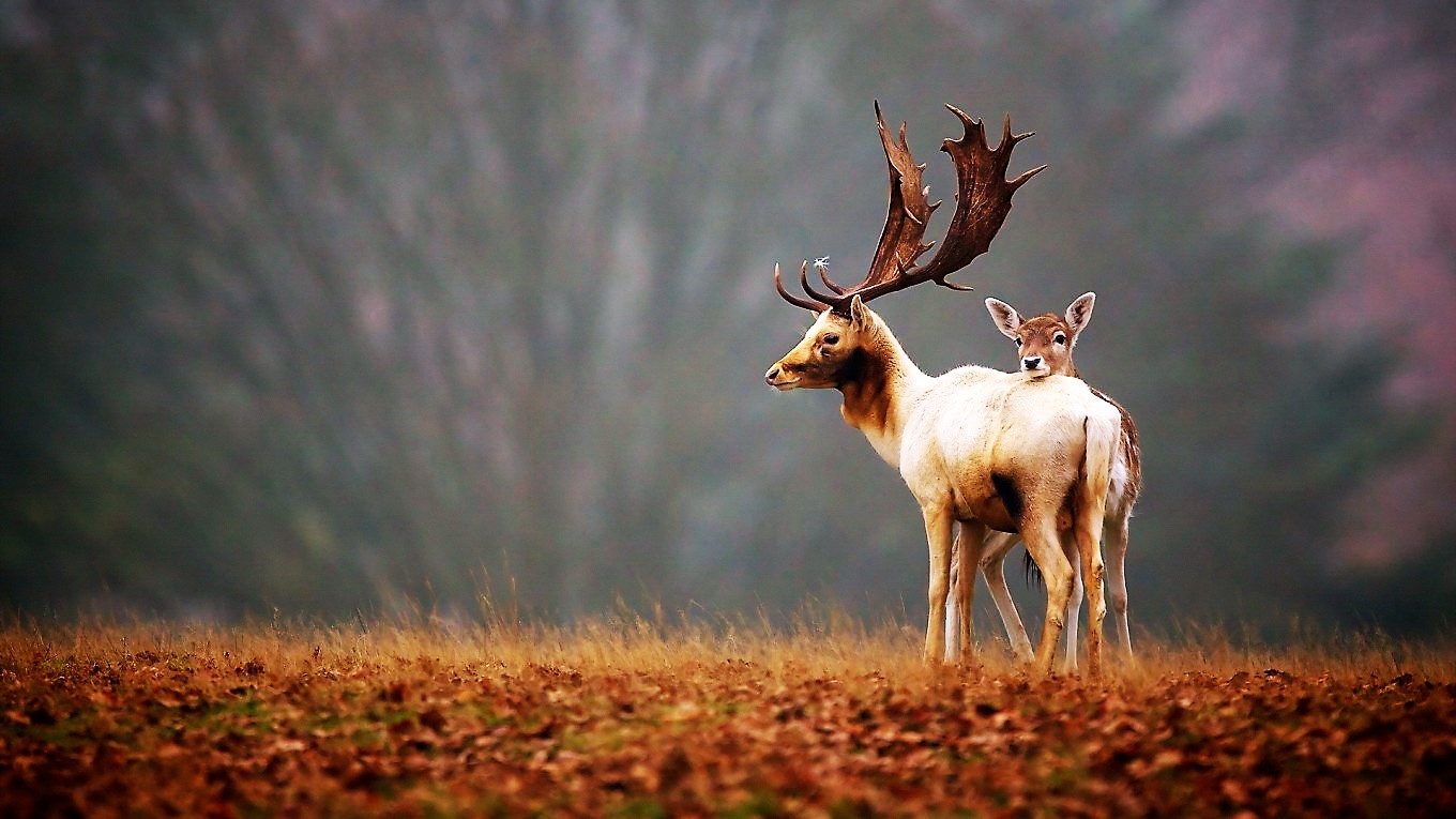 Animales cuadrúpedos wallpapers