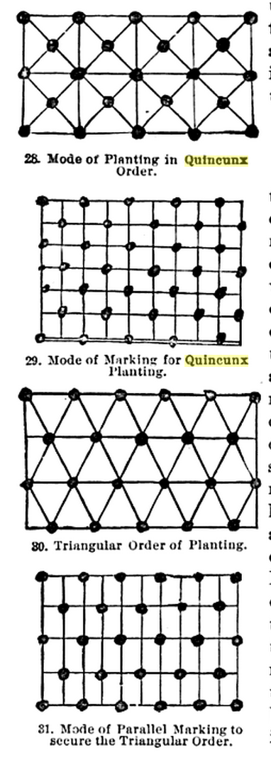 The Illustrated Plant Nut: The Quincunx, mystically considered