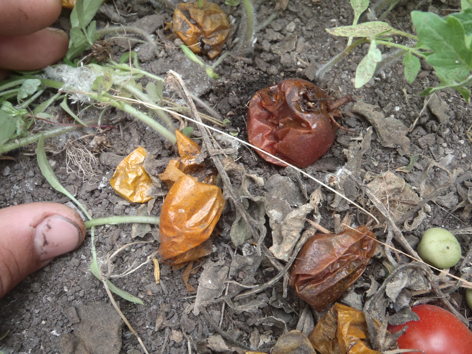Have You Ever Picked A Carrot Saving Tomato Seedsnatures Version