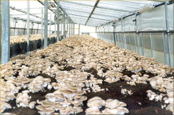 Arta Cultivarii Ciupercilor: Ce este Substratul de cultură pentru ...