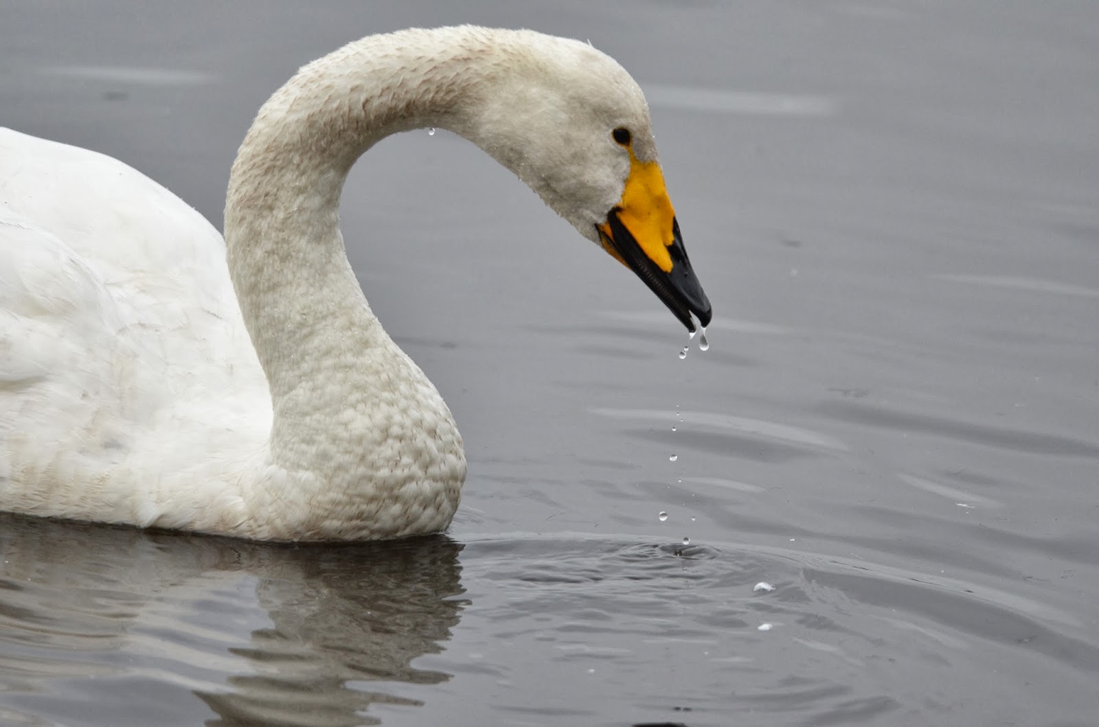 The Early Birder: Whooper Swan