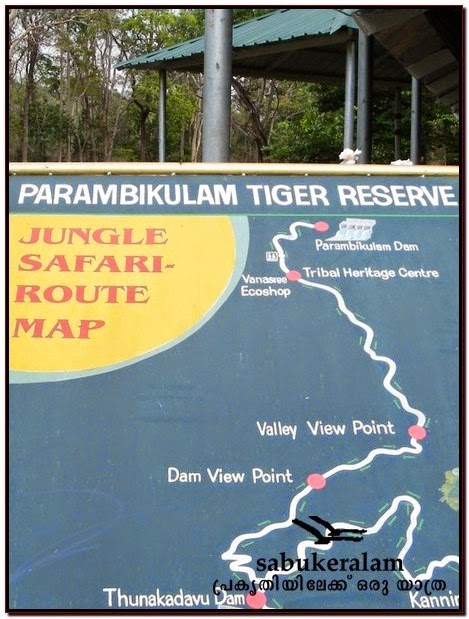 പ്രകൃതിയിലേക്ക് ഒരു യാത്ര (a travel towards NATURE): PARAMBIKULAM TIGER ...