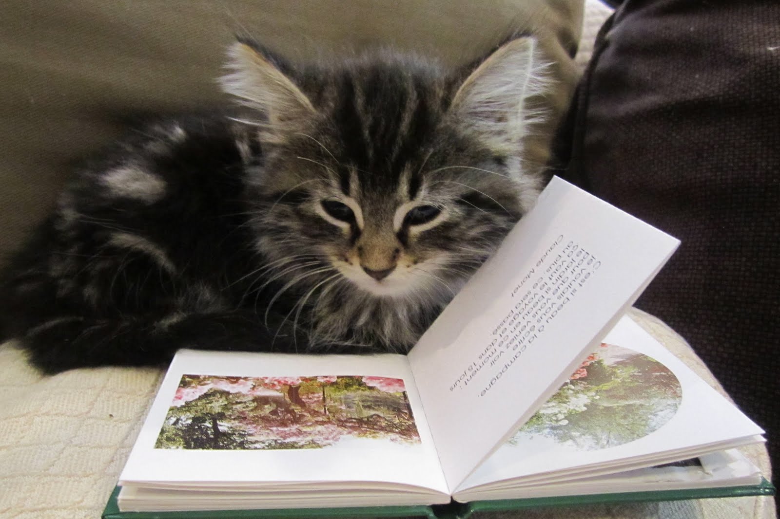 The Books for Walls Project Archive: The Literary Kitty Challenge