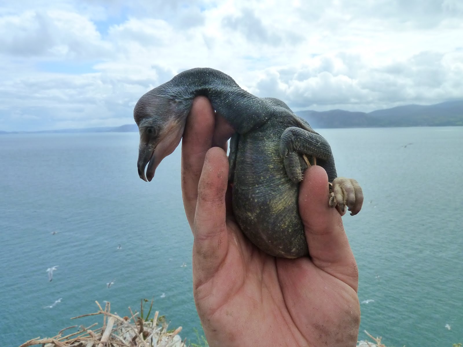 We Bird North Wales: June 2011