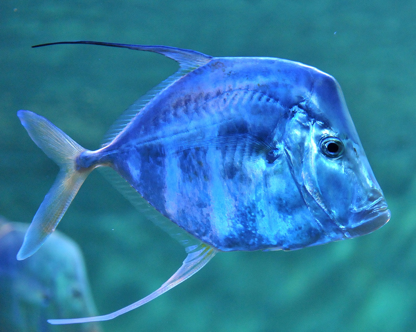 A Arte da Pesca: Peixes de Água Salgada - Peixe Galo