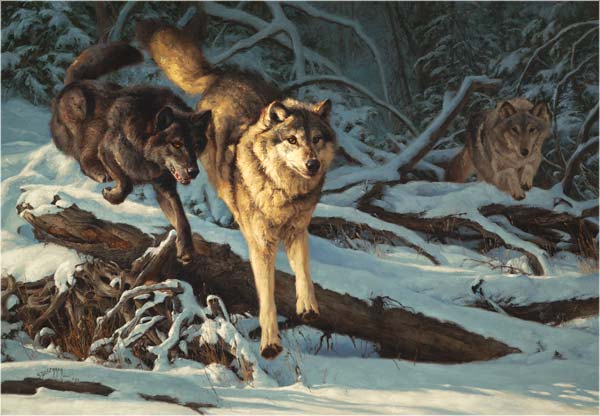 White Wolf : Greg Beecham - American Artist of the Wild West.