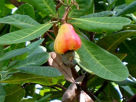 Variety of Life: Anacardiaceae