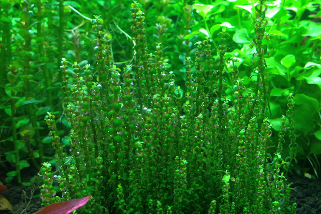 Planted Aquarium Artist: Rotala Sp Pearl