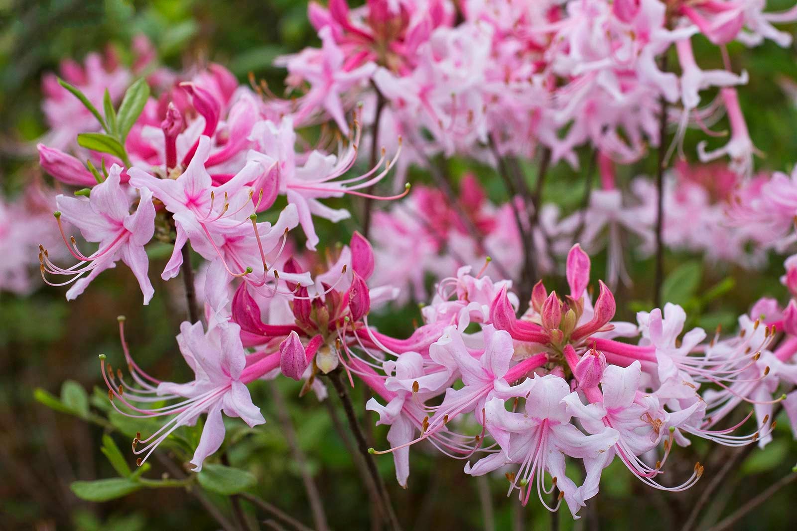 Bob's Photos: April Wildflowers