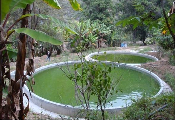 Cost Of Fish Pond Construction: Concrete, Earthen, Plastic, Collapsible ...