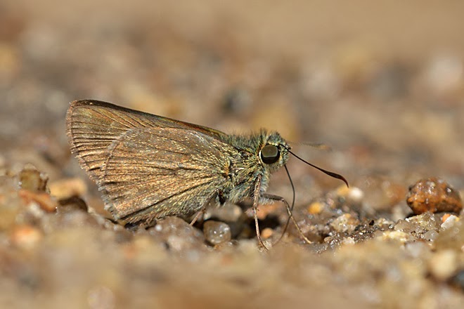 Beauty of Fauna and Flora in Nature: Butterflies @ Mae Takhrai National ...