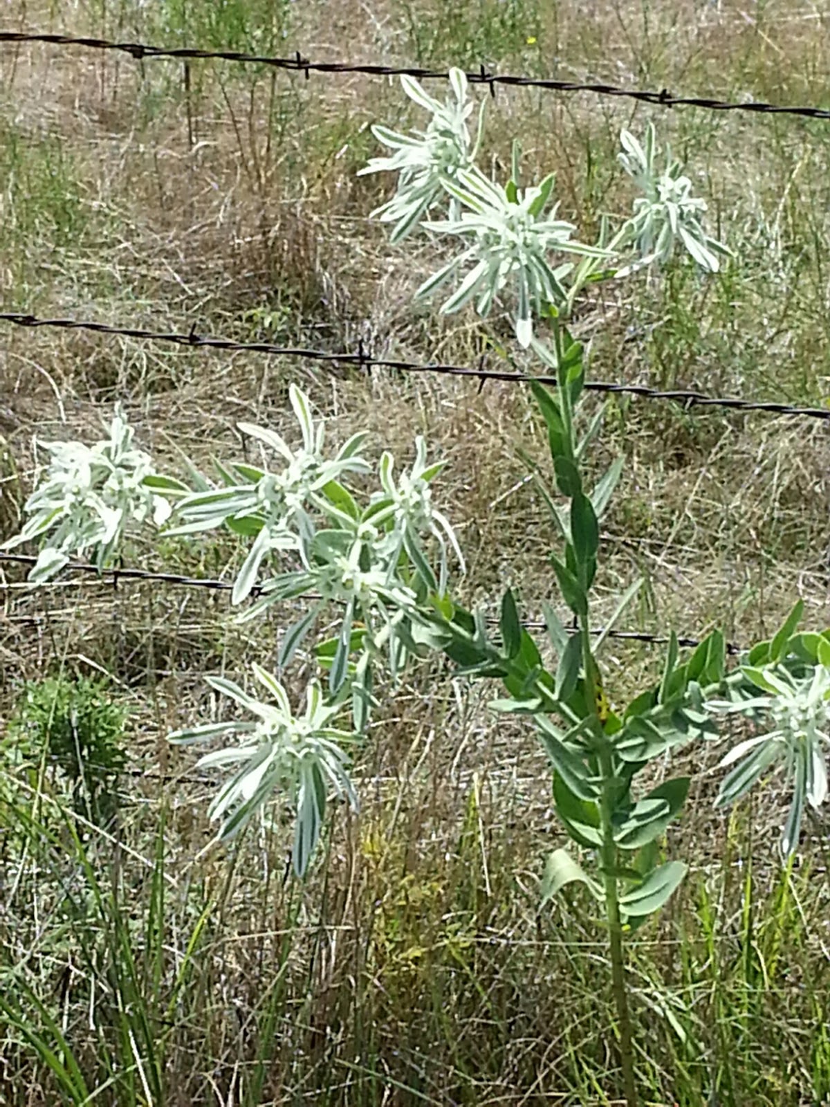 Friends of Hagerman National Wildlife Refuge: Snow-on-the Prairie is Back