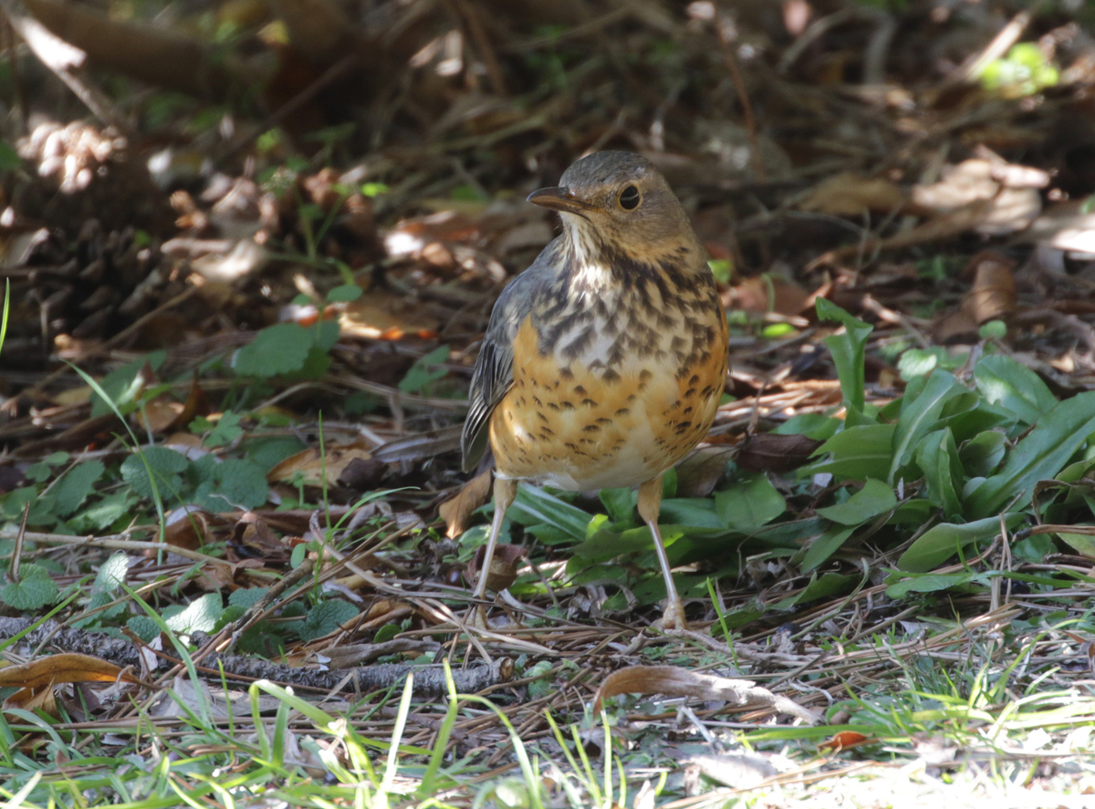 BIRDING - Kyoto, Kansai and Japan: Grey-backed and White's, thrushes in ...