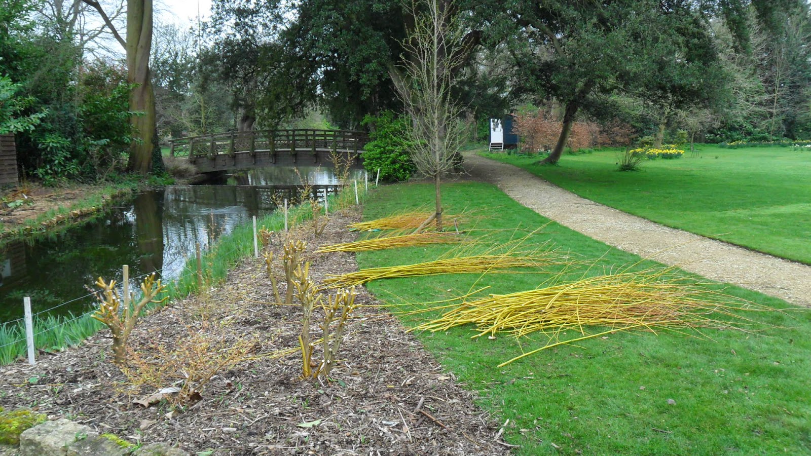 Worcester College Gardeners 2009-2018: Coppicing Willow