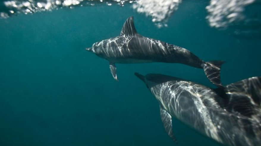 Hands off Country: Mini dolphin discovery in WA - Bush Telegraph - ABC ...