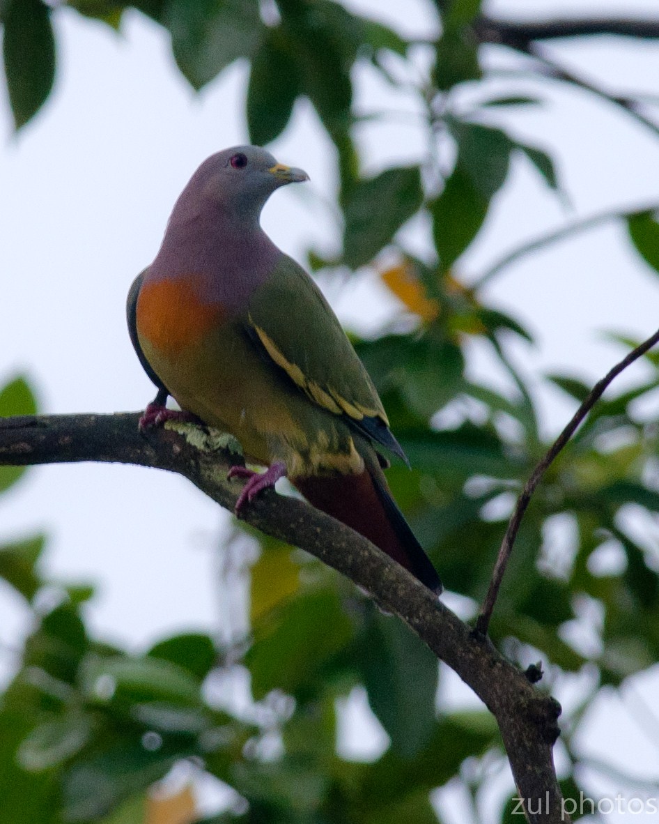 Zul Ya - Birds of Peninsular Malaysia: Burung Punai Dan Pergam ( Pigeon )