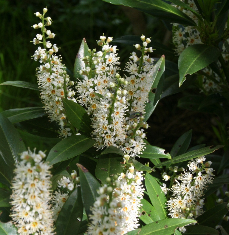 Our Garden Journal: The "Comeback Kids": Dwarf Cherry Laurel