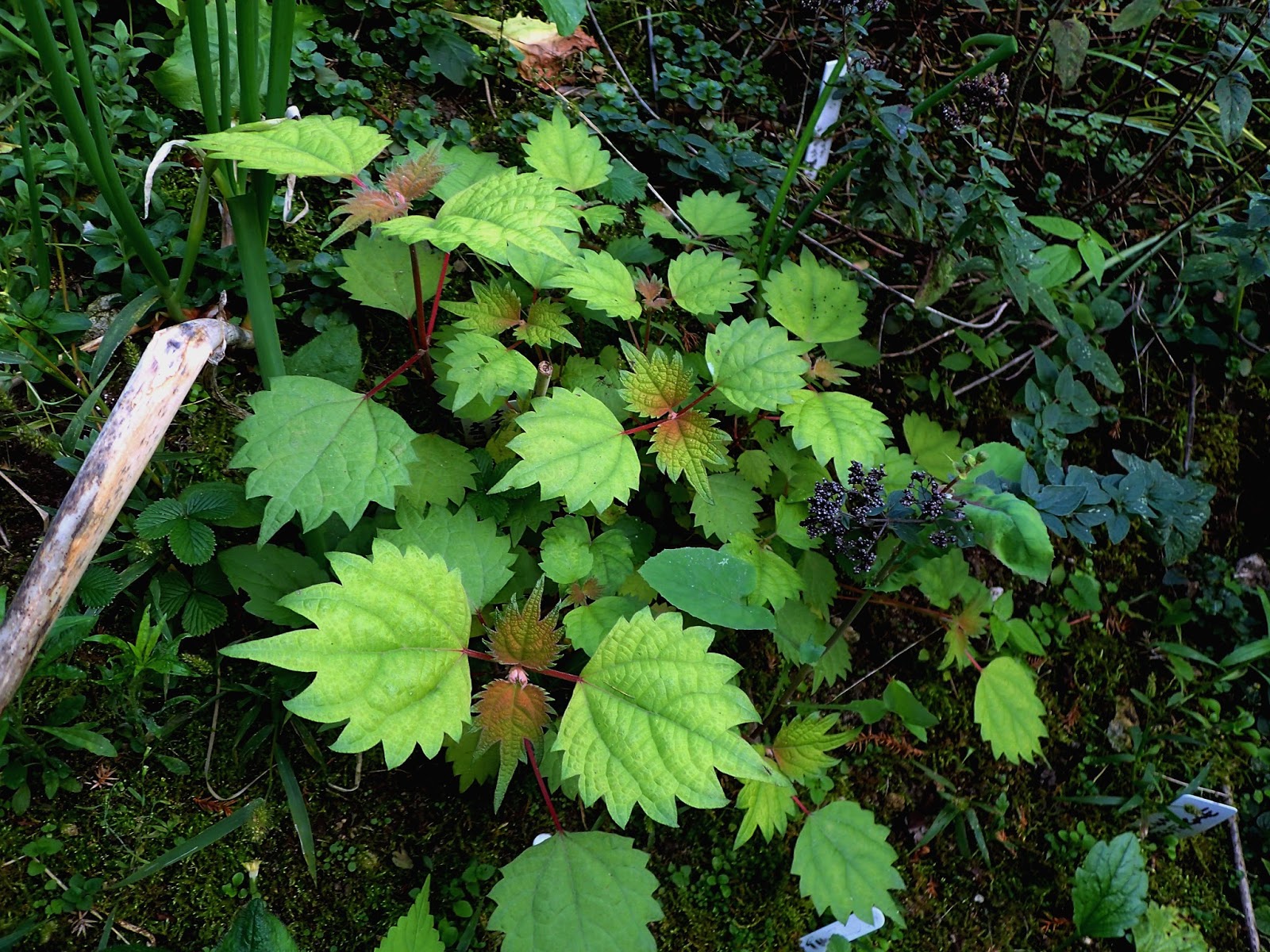 Scirpidiella's Plants: False Nettles - Ramie cousins (Boehmeria sp. div.)
