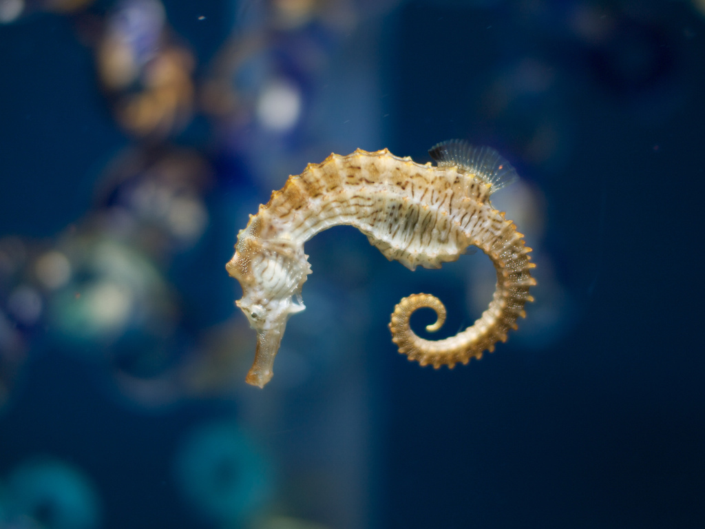 Amazing facts about seahorse | Getting Knowledge