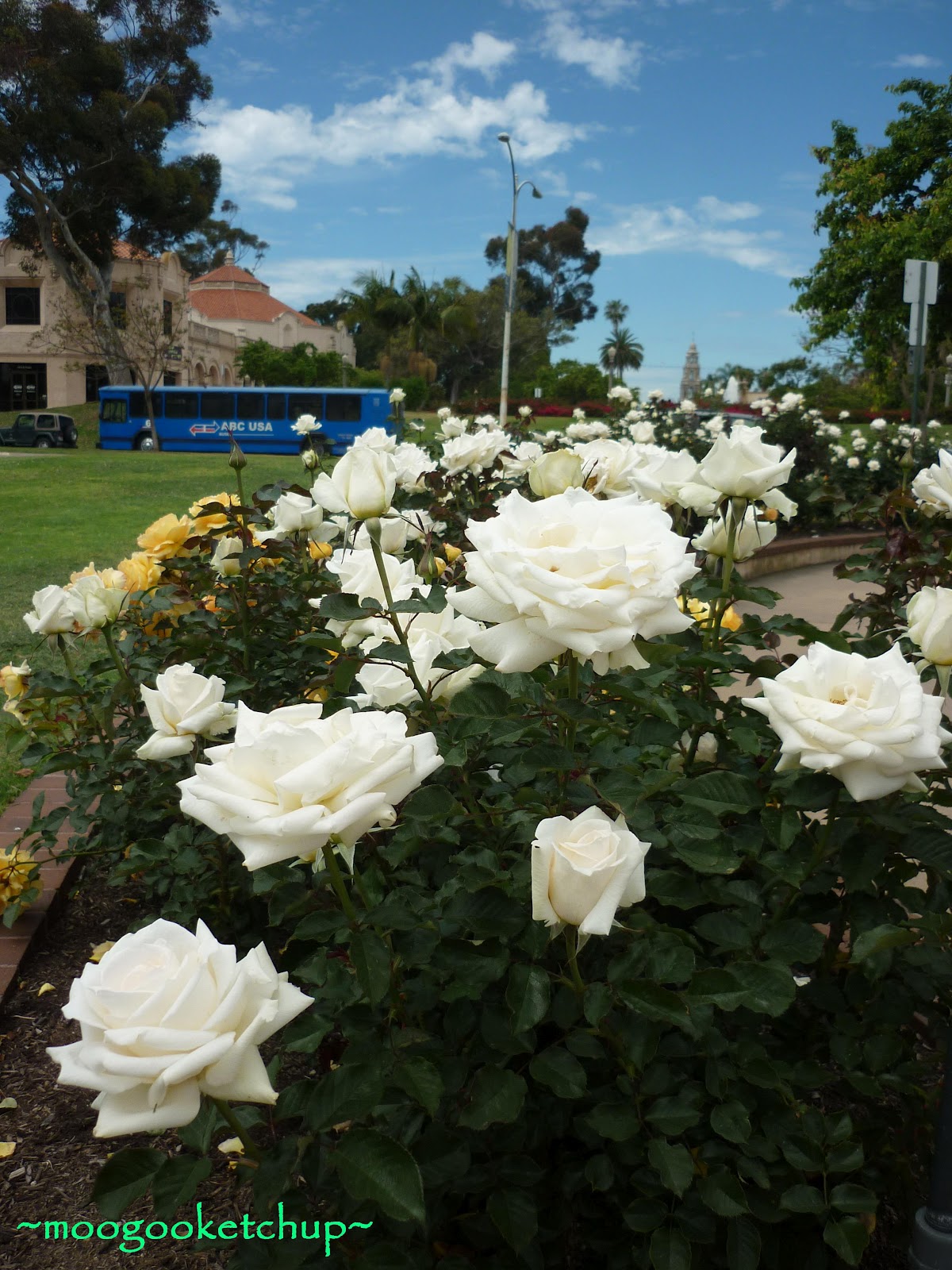 My footsteps...: Roses at Rose Garden, Balboa Park, San Diego (1)