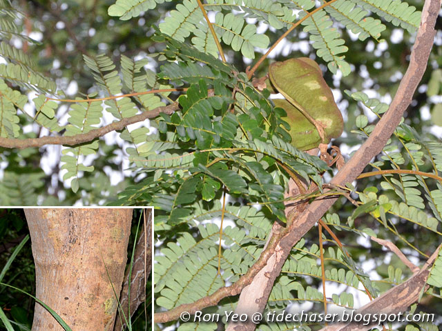 tHE tiDE cHAsER: Coastal Shrubs & Trees with Compound Leaves in Singapore