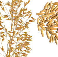 DOĞADAN GELEN ŞİFALAR: YULAFIN FAYDALARI