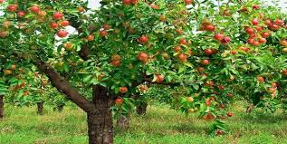 Cara Menanam Dan Merawat Pohon Hazelnut