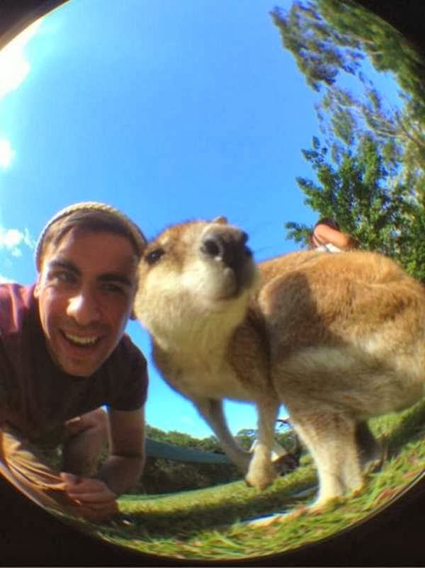Funny animals taking selfies with humans (35 pics) | Amazing Creatures