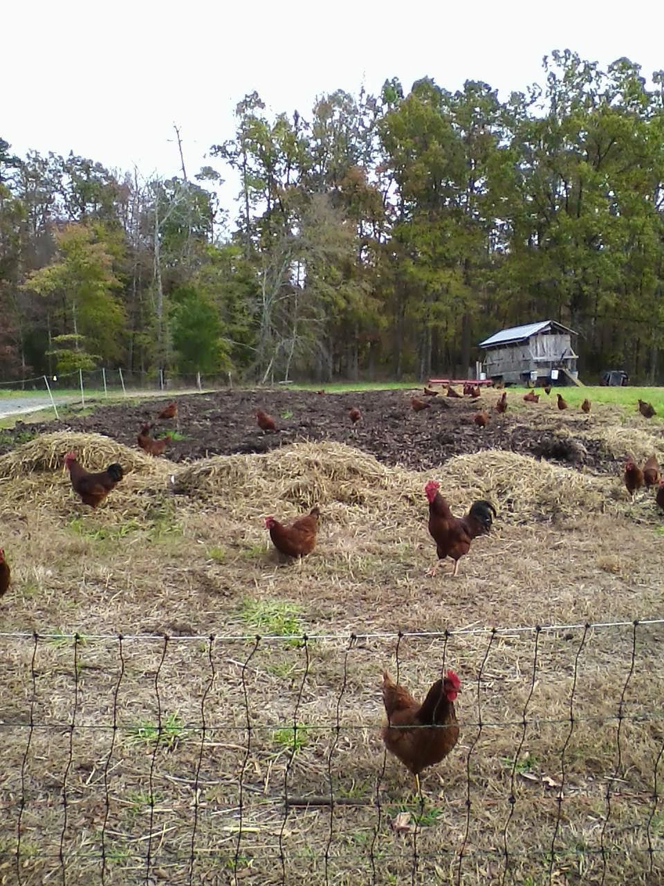 Wings of Dawn Farm: Helpful Chickens