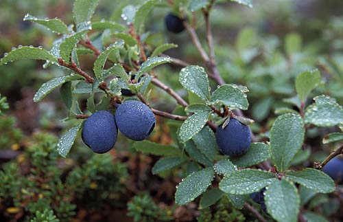 Luontoenergiaa: Suomen marjat