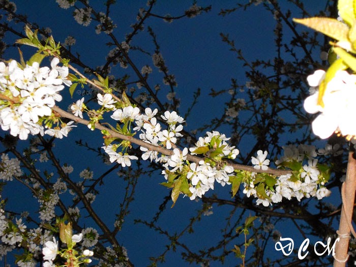 Blogânduri : Răsfăț de cireș înflorit