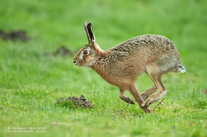 Wildlife Photographic Journals: A Tale of Two Hares