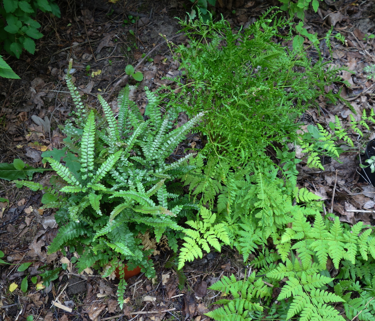 Saniaisten saattokoti: Pteris dentata