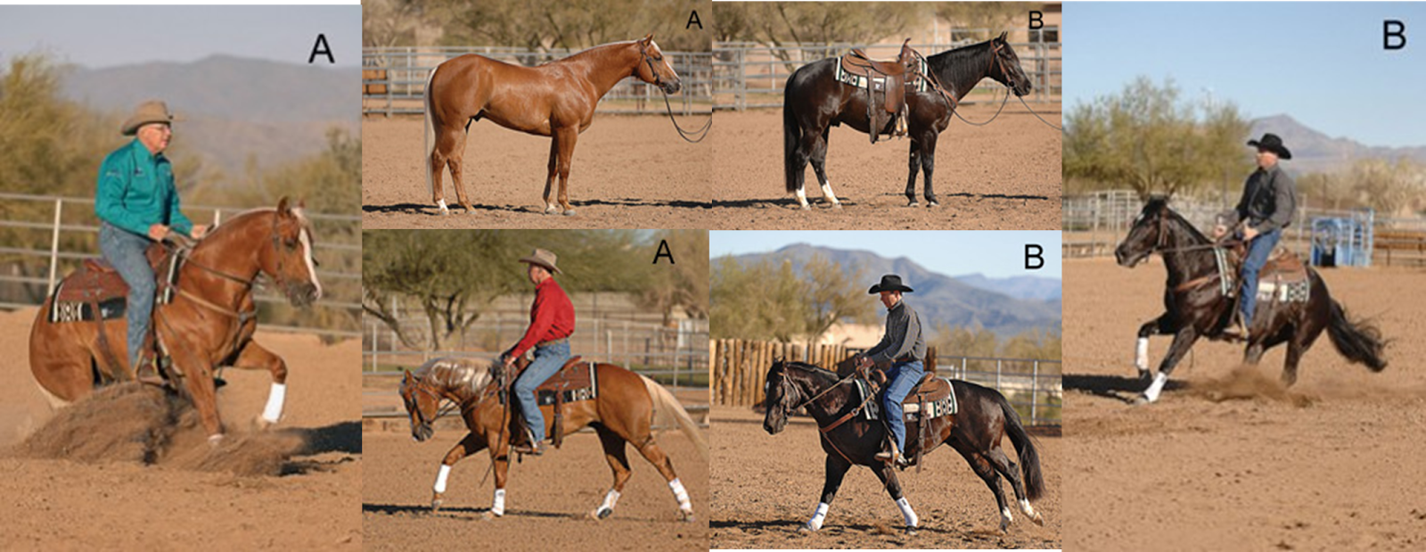 MAURO PENZA REINING NEWS: REINING TIPS: IL POTENZIALE DEL VOSTRO ...