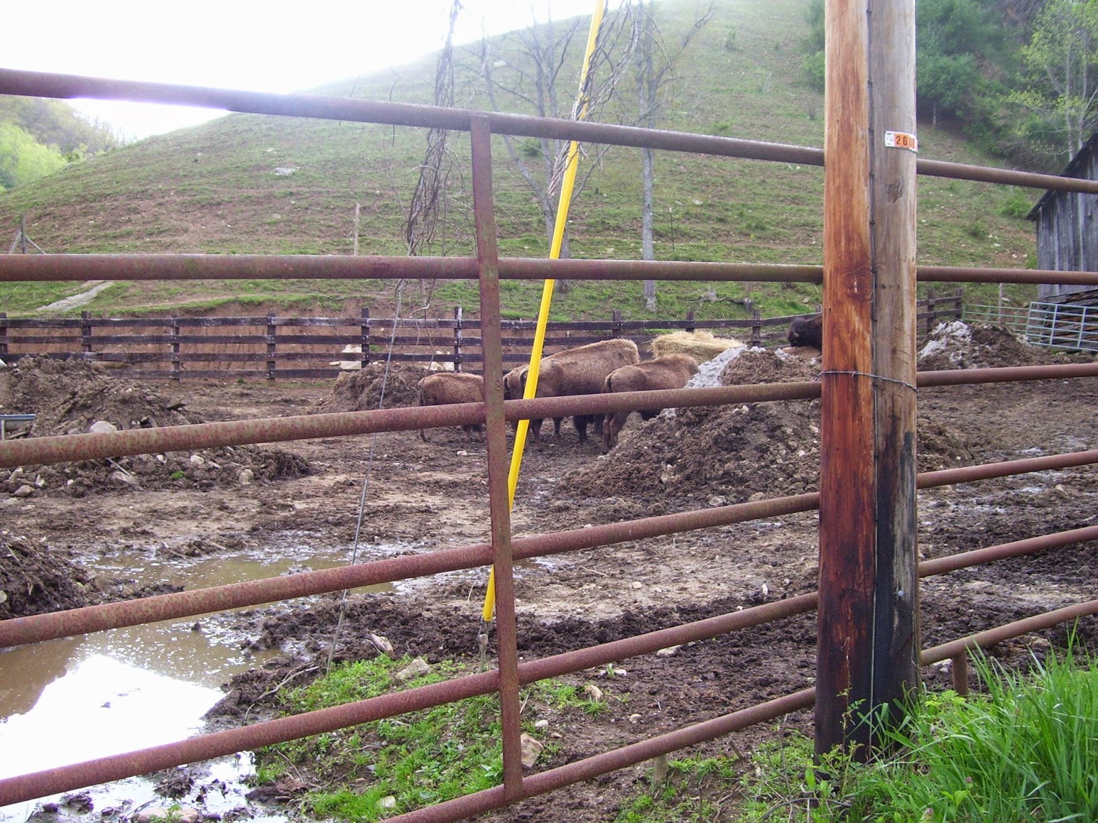 D.A. and J.P.D. Buffalo Farm